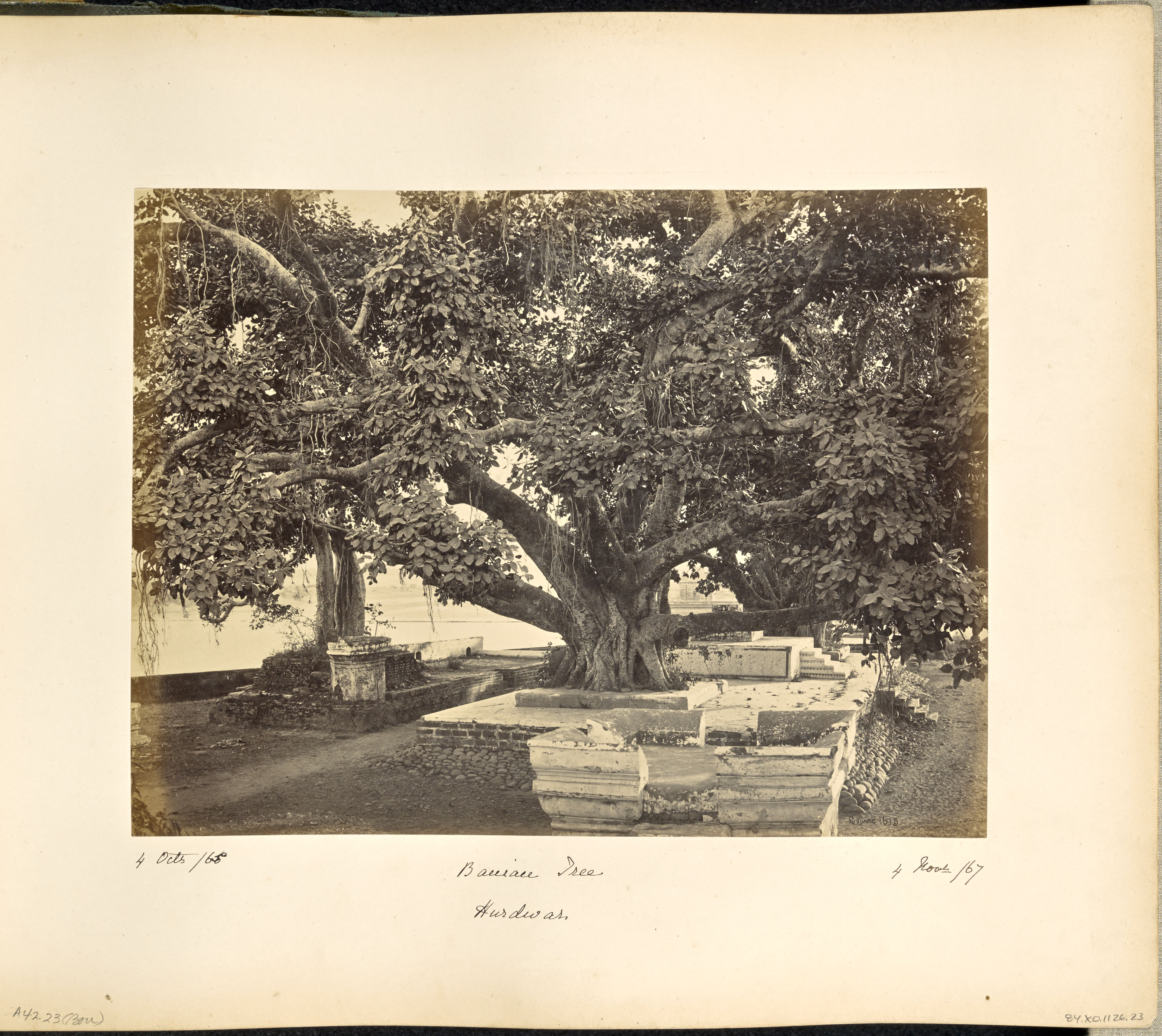 Large Banian Tree at Haridwar - Circa 1860's - Old Indian Photos