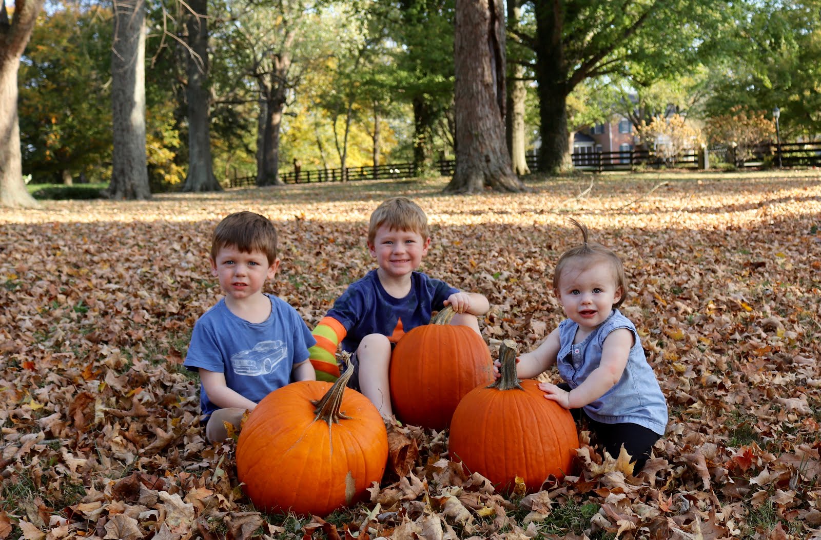 BASIL BECKY..... Gardening from the Heart: PARSLEY FOUR WAYS