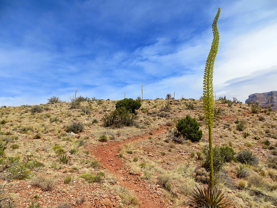 Hiking in the White Mountains: Grand Canyon: Horseshoe Mesa