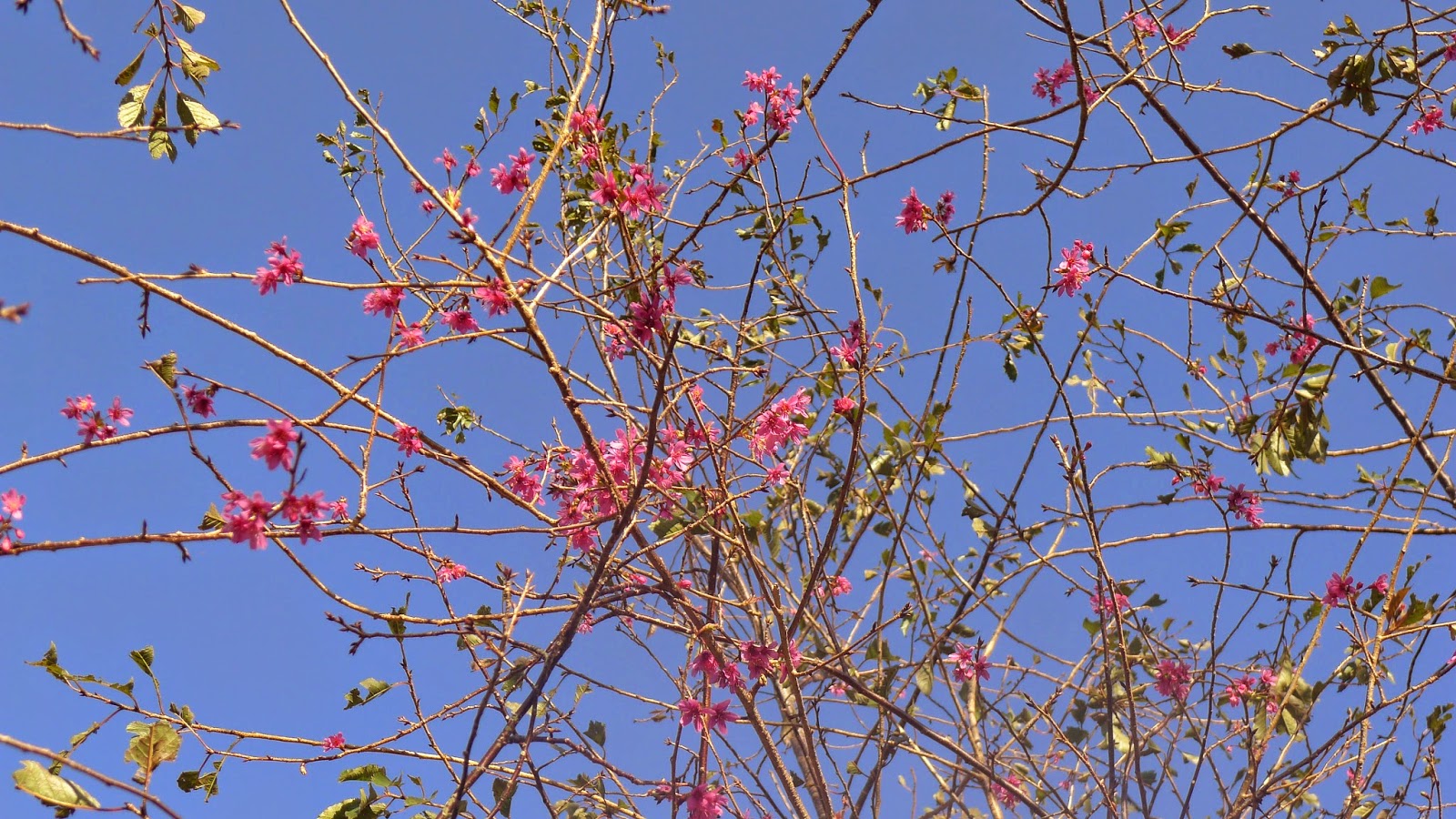 My Beautiful 'Flower - Flower ' World: November'2013 Mei Hua Flower are ...