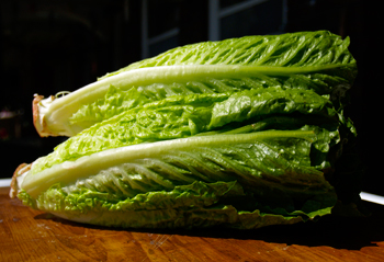 AGRICULTURE EXTENTIONS: BUDIDAYA SELADA ROMAINE (LETTUCE ROMAINE)