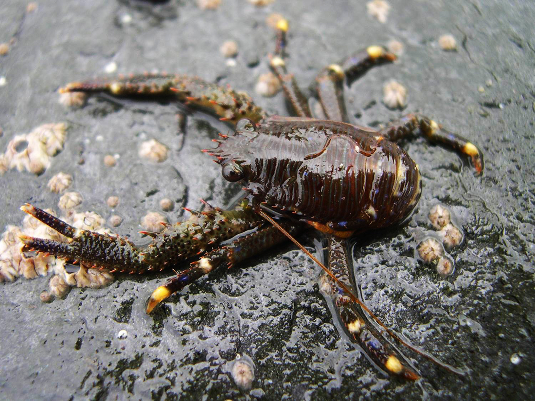 CURIOSIDADES CIENTÍFICAS : Quitina
