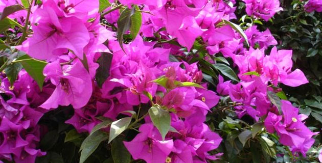 Cesar 3 A: Bugambilia