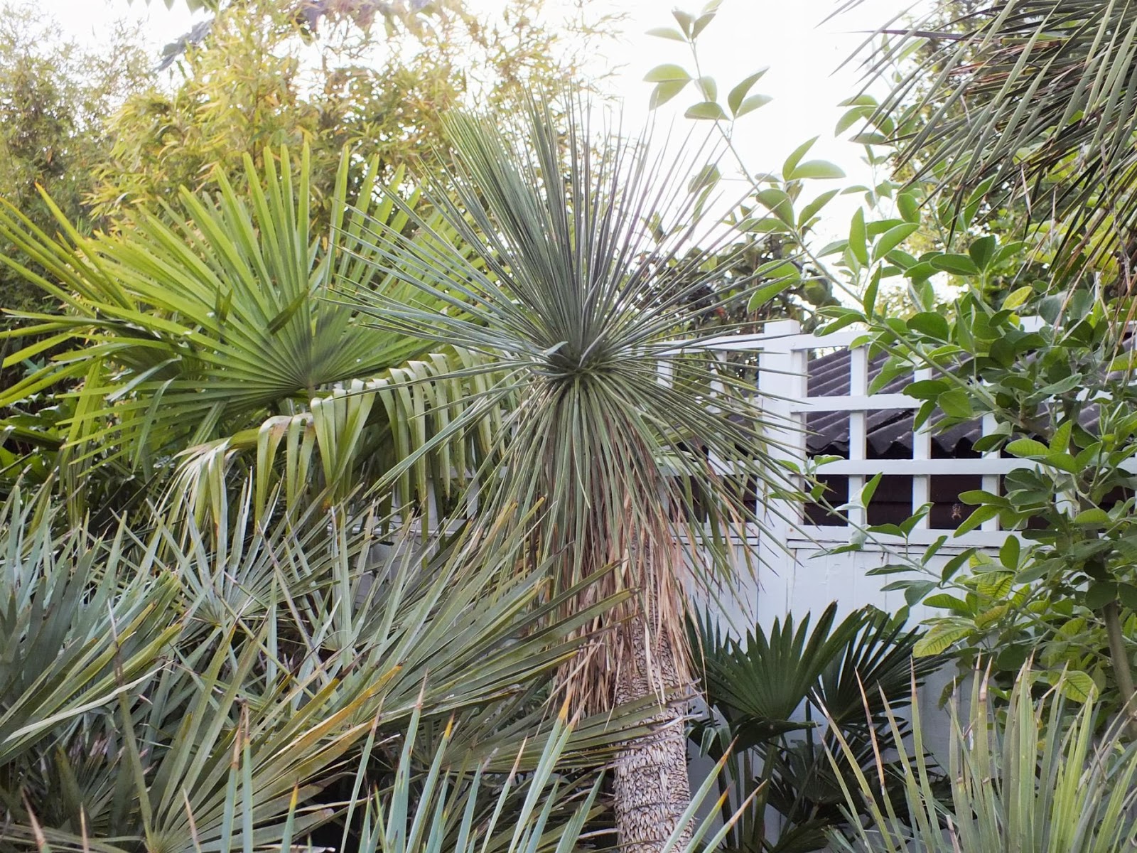 Alternative Eden Exotic Garden: The Other Blue Yucca