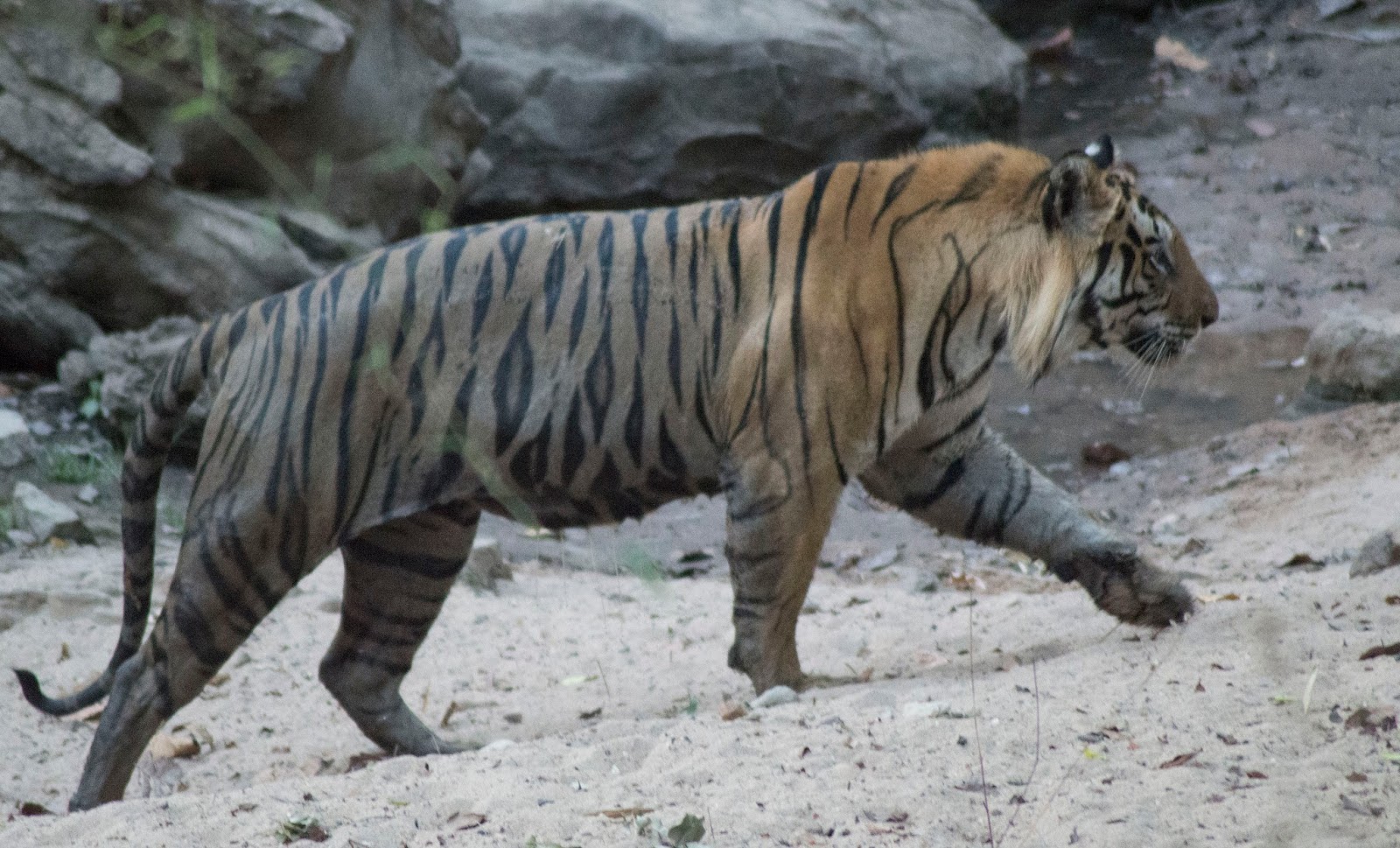 Rajesh's Writings : Tigers of Bandhavgarh...
