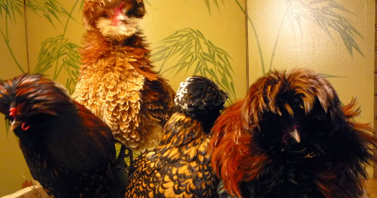 INDIVIDUAL CHICKEN BREEDS | The Holistic Hen - How to raise quail ...