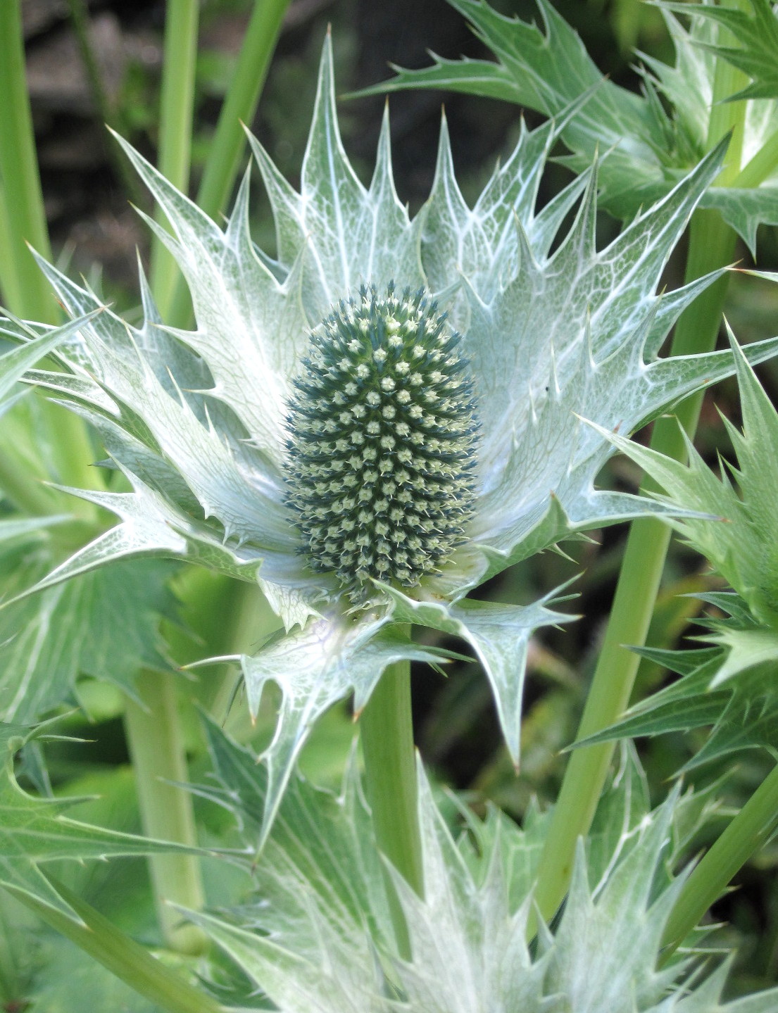 Flutterby Patch: Garden ghosts