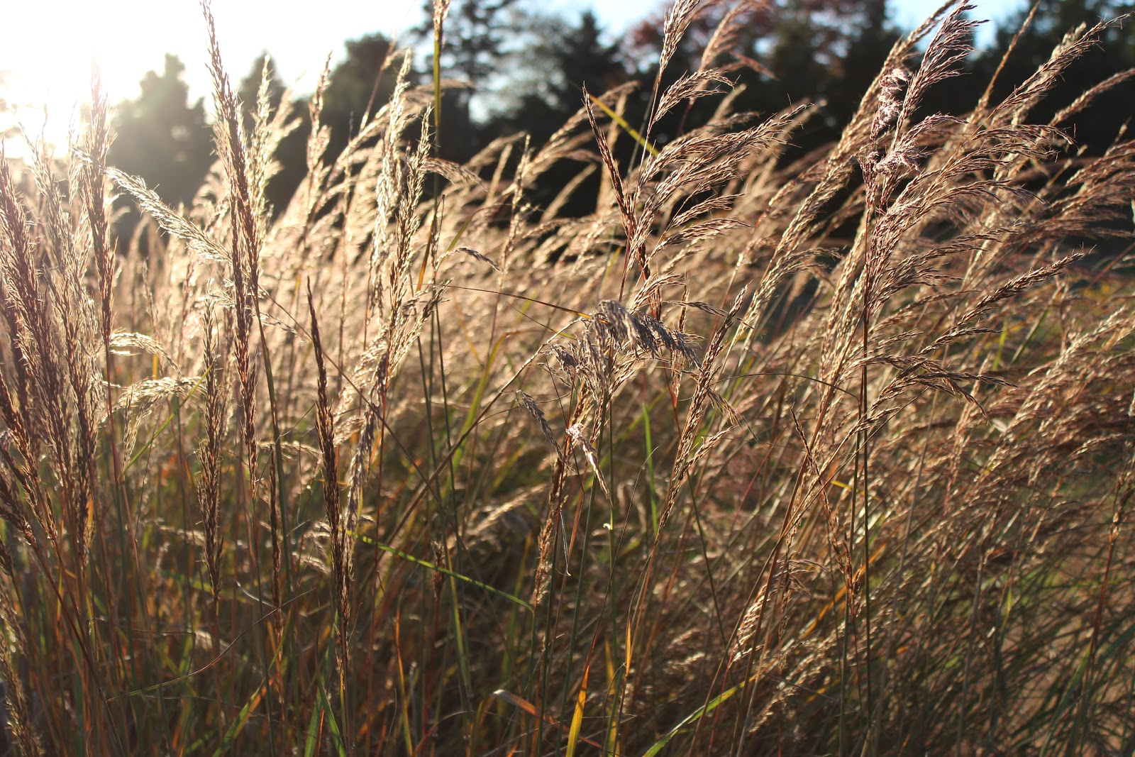 Lovegrass Farm: January 2013