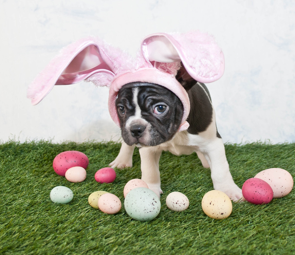 Mad Paws Easter Hunt for Dogs - April 9 | Australian Dog Lover