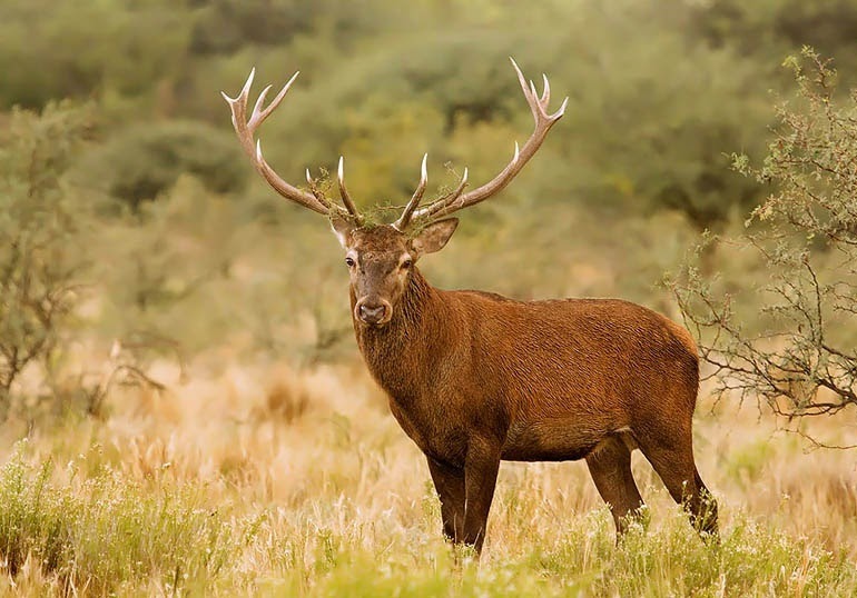 Animales Exoticos: Informacion del Ciervo