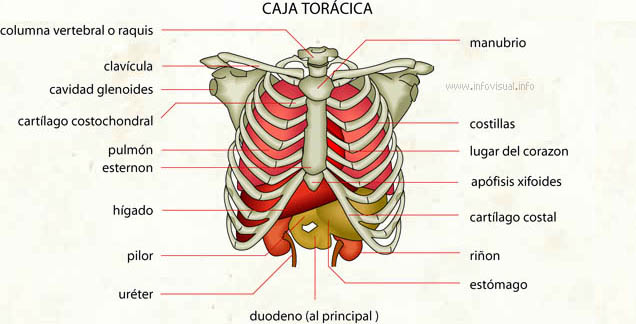 medicina: conocimientos para todos: torax
