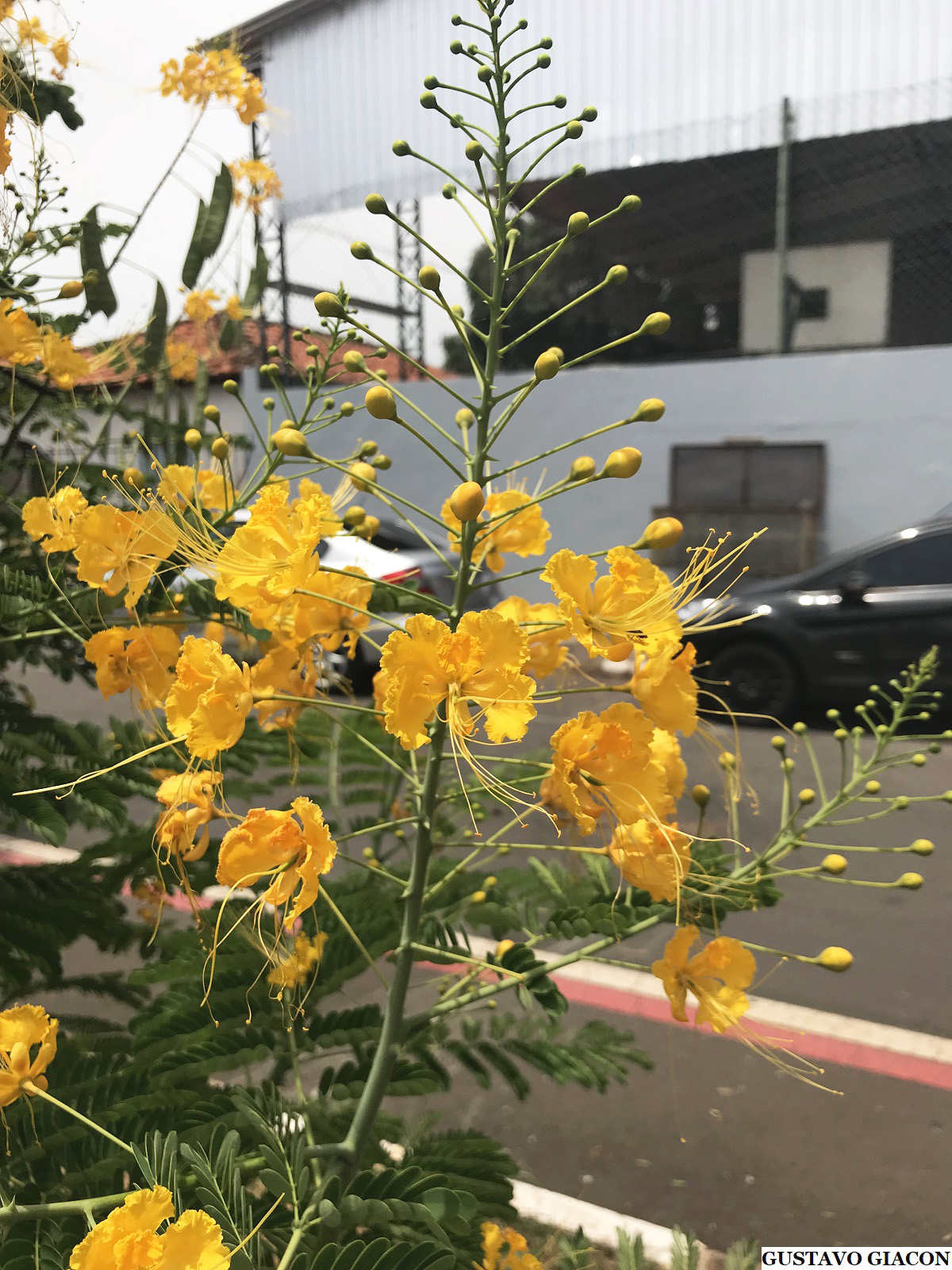 Viveiro Ciprest - Plantas Nativas e Exóticas: Flamboyant Mirim Amarelo ...