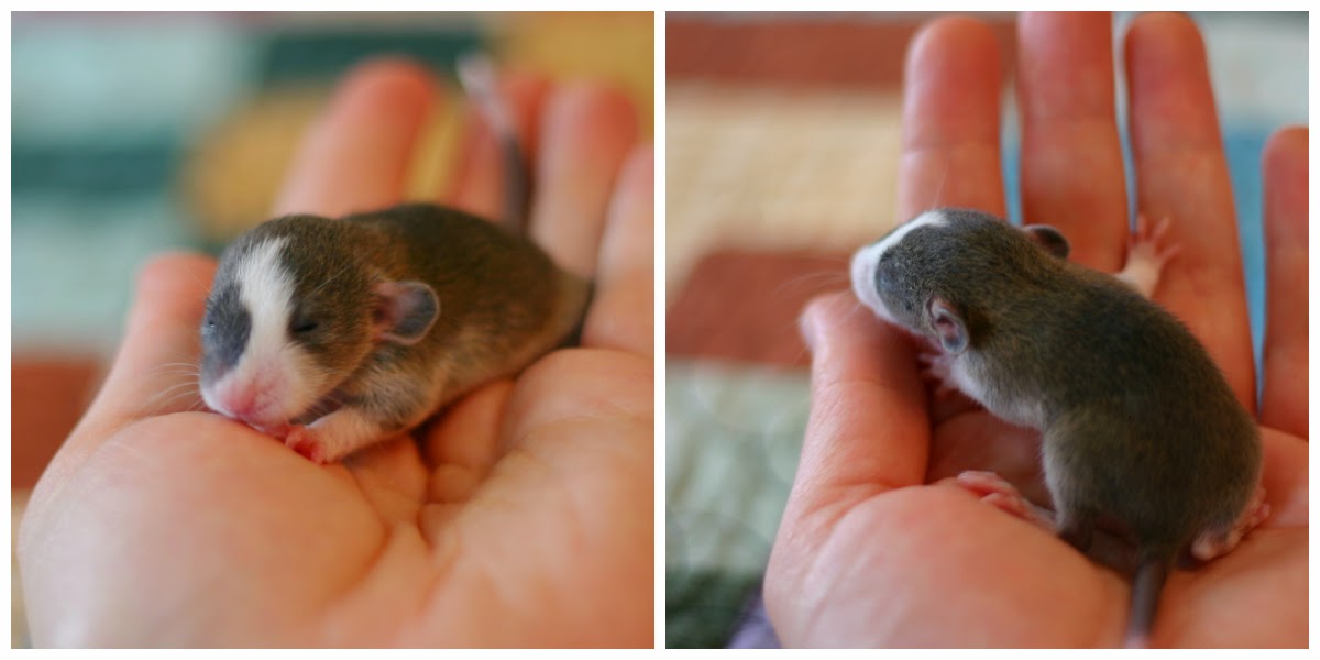 Rexburg Rats!: Blazed Dumbo Baby Rats, born June 17th
