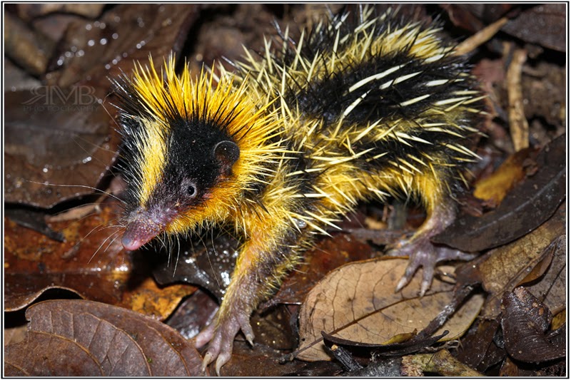 The Pondering Gulch: Frontyard Sense/Backyard Science IV