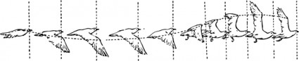 Action Analysis & Motion Studies: Bird flight patterns