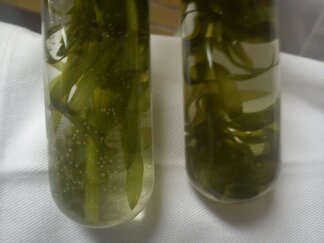 Biología IV Tere Suárez Rangel: Practica de Fotosintesis