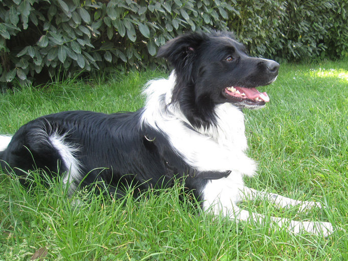 Border Collie Rescue: Adottato Rolly, 2 anni maschio, Border Collie puro