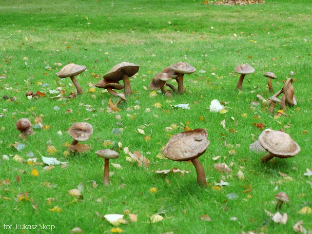 Grzyby na trawniku - skąd, jak, dlaczego? | BEZ OGRÓDEK | blog ogrodniczy
