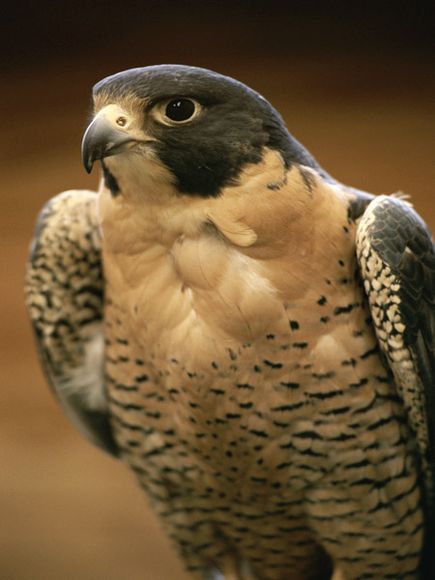 Greycliff's Chronicles: Danger from the sky: Falconry