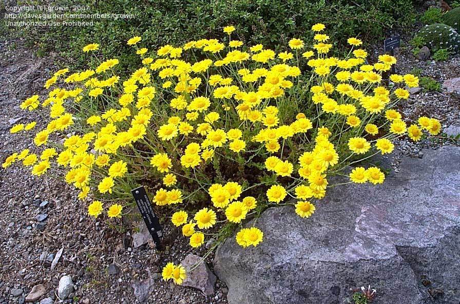 Seminte si plante de gradina hobby: Musetel galben-Anthemis tinctoria