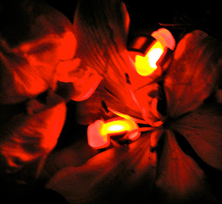 The Sweetest Temptations: Gummy Lightning Bugs