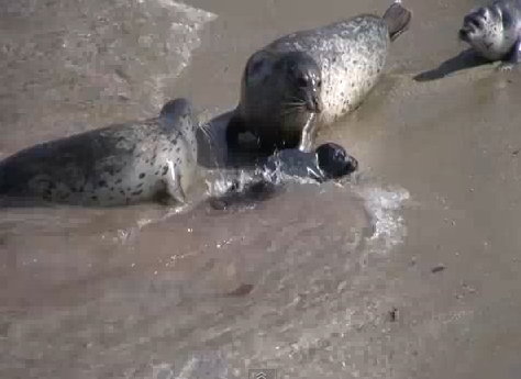 White Wolf : Baby Harbor Seal Birth (Video)