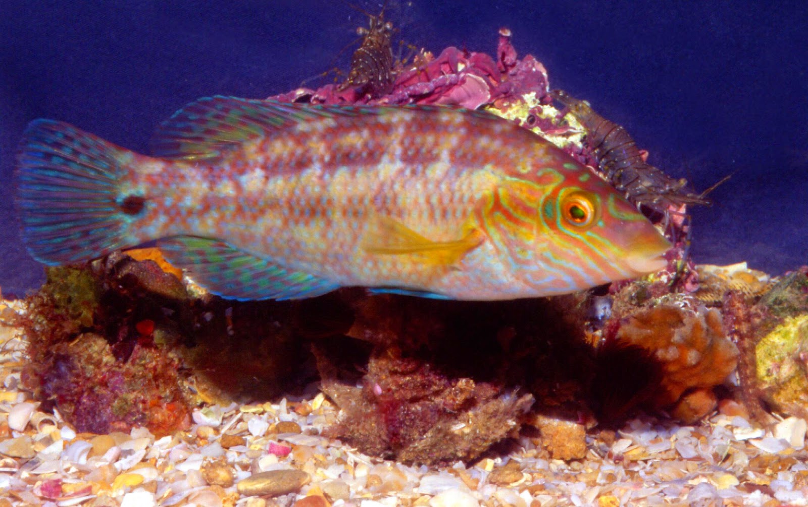 Asturpeskin: Los lábridos: una familia típica de nuestras costas