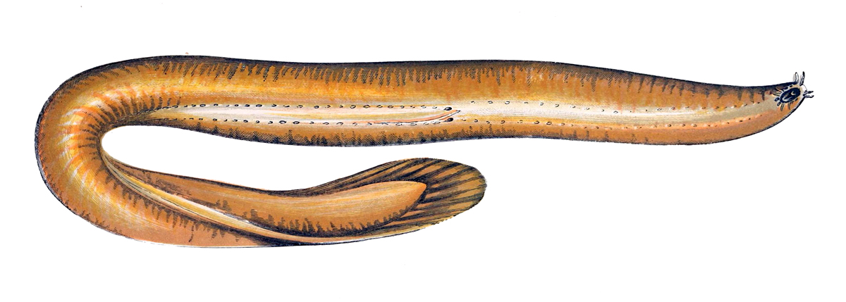 d20 Despot: Monster Monday: Hagfish - Jawless Slime Eels