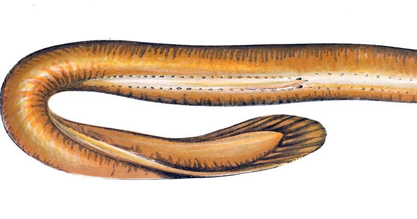 d20 Despot: Monster Monday: Hagfish - Jawless Slime Eels