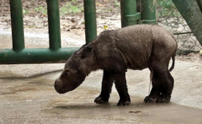 Populasi Badak Sumatra (Dicerorhinus sumatrensis) | Satwa Indonesia