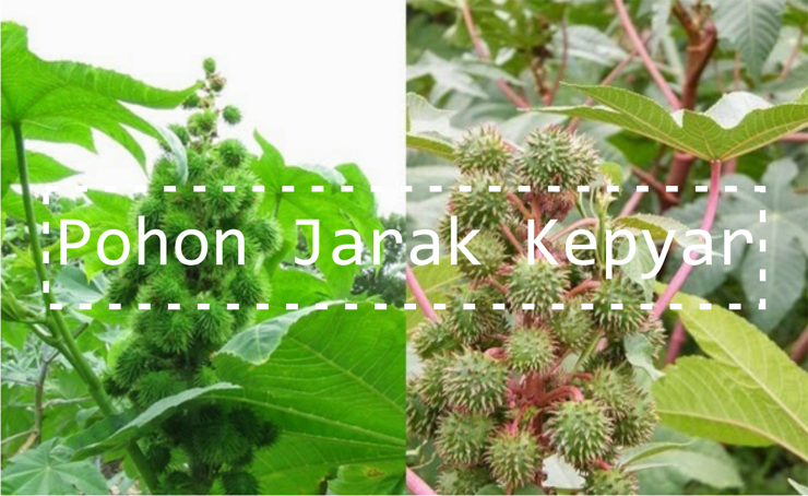 4 Jenis Tanaman Jarak dan Ciri-cirinya - 1001 Manfaat Alami