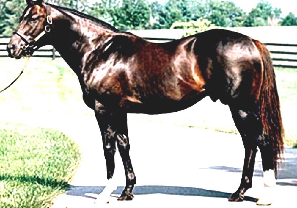 Storm Cat - Storm Cat Pedigree