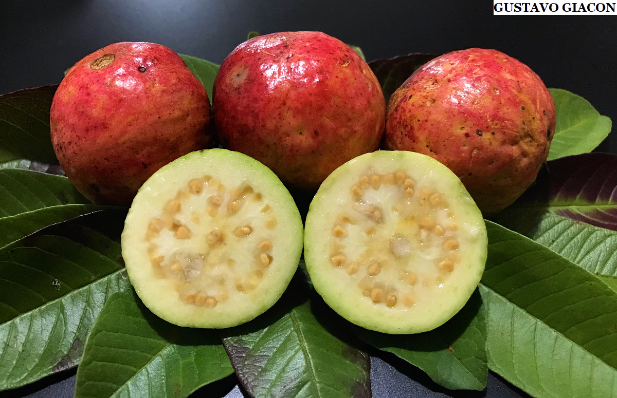 Viveiro Ciprest - Plantas Nativas e Exóticas: Goiaba Maçã do Norte da ...