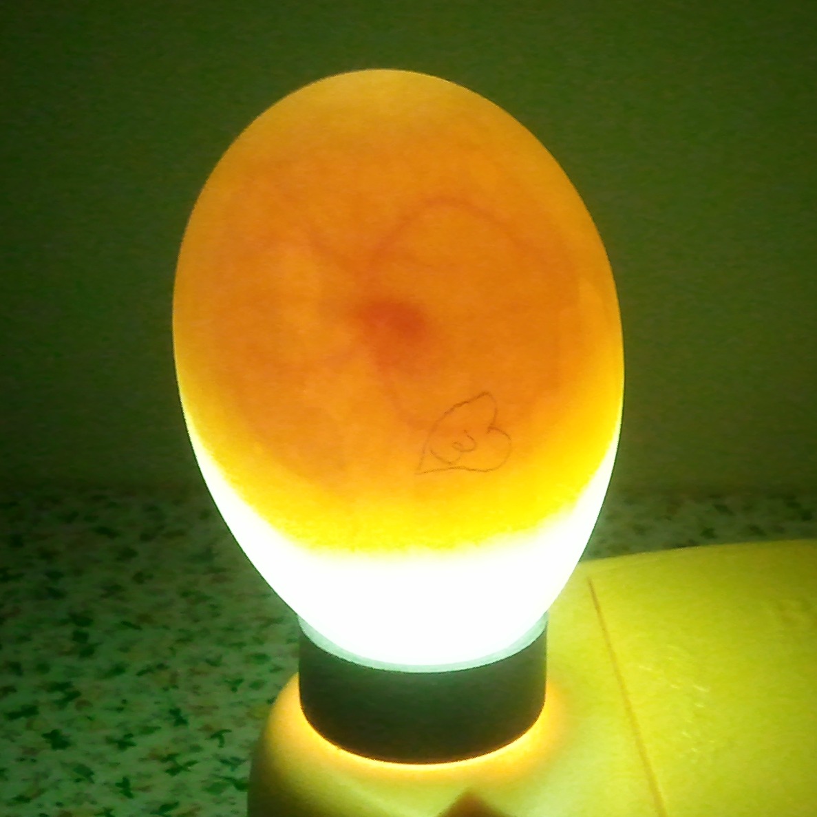 The Beginners Guide to Hatching Duck Eggs [with egg candling photos ...