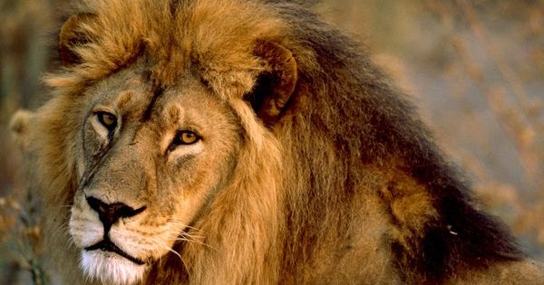 gambar singa | Indonesiadalamtulisan || Terbaru 2014