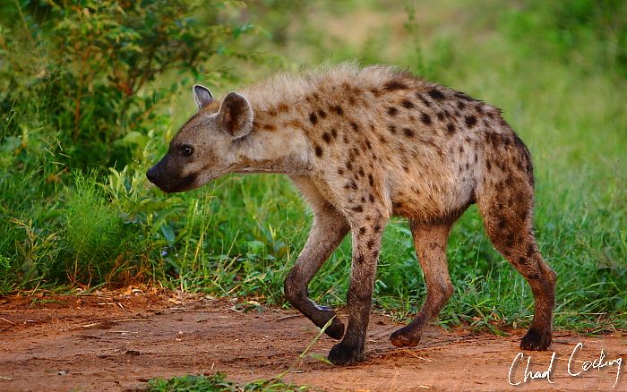 .: 9th February – One Brave Leopard!