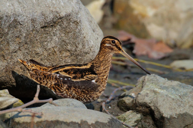 birdphotobrianza: beccaccino