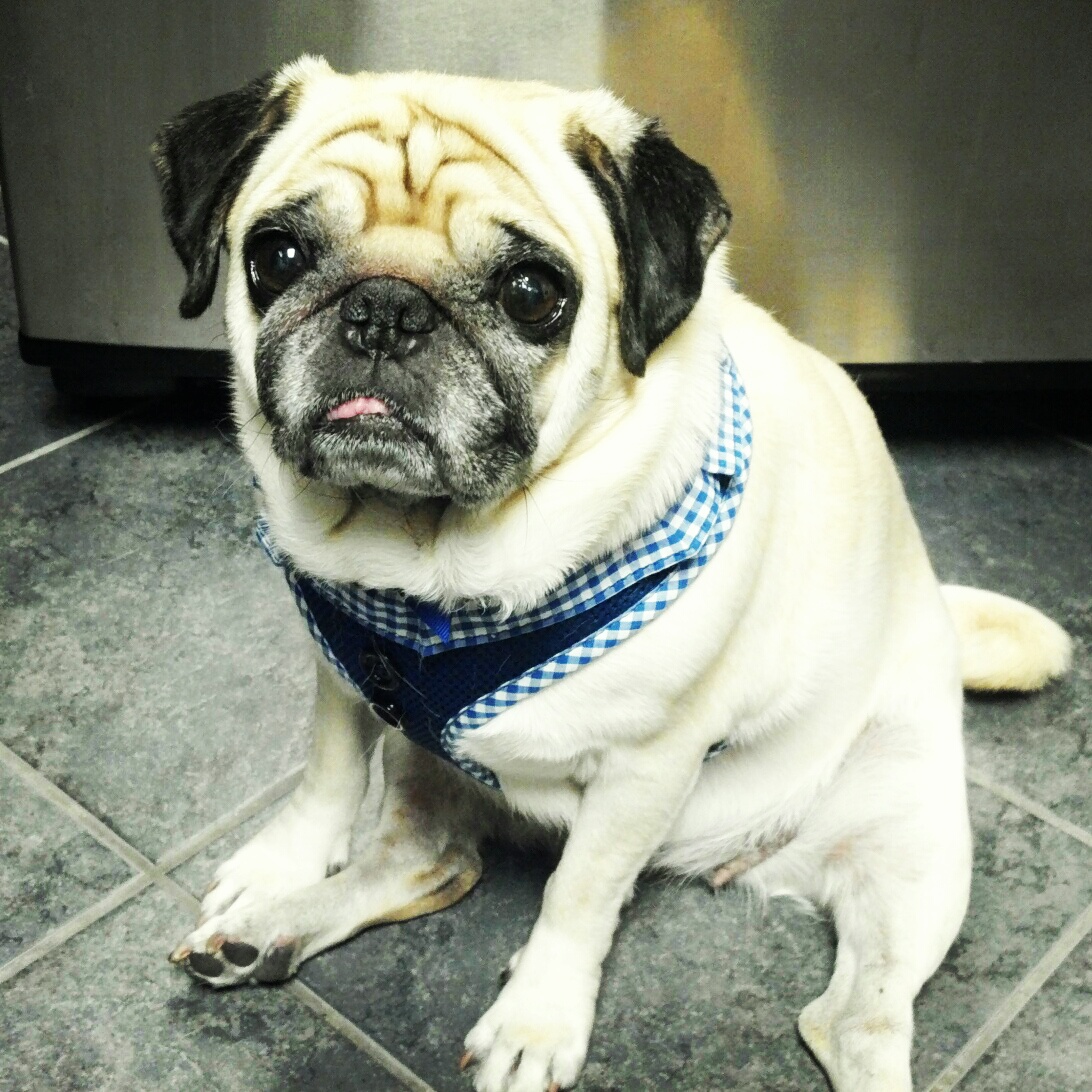 Lil Smug Pug: Internet Madness, Pug Photos, and New Harness - Yippee!
