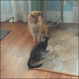 Funny cats - part 189 (40 pics + 10 gifs) | Amazing Creatures