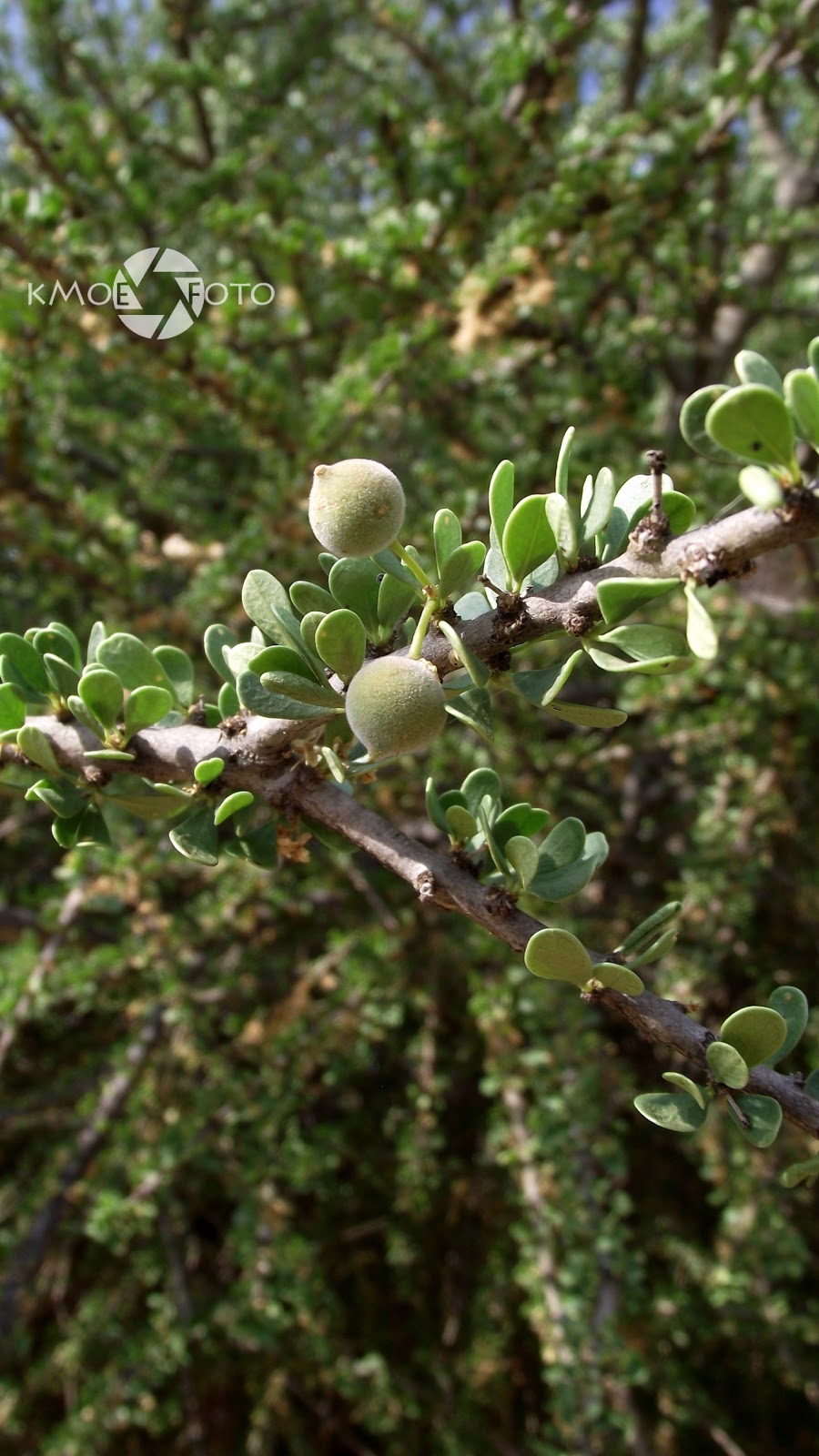 Mopipi o thuntse ~ kMoe Foto