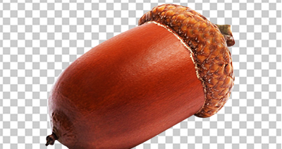 Why Acorn Nut Food is Used by Indigenous People