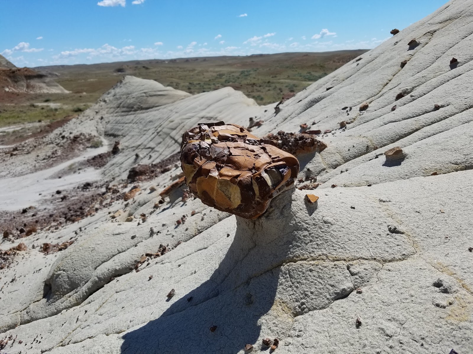 Zookeeper Fossils: Our half mile tour of Hell Creek
