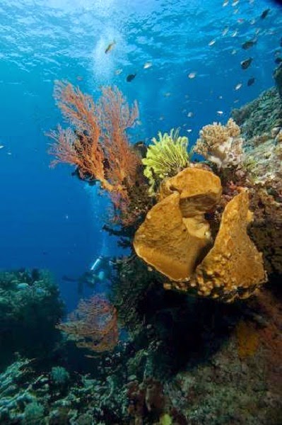 Ada Surga di Bawah Laut Banda