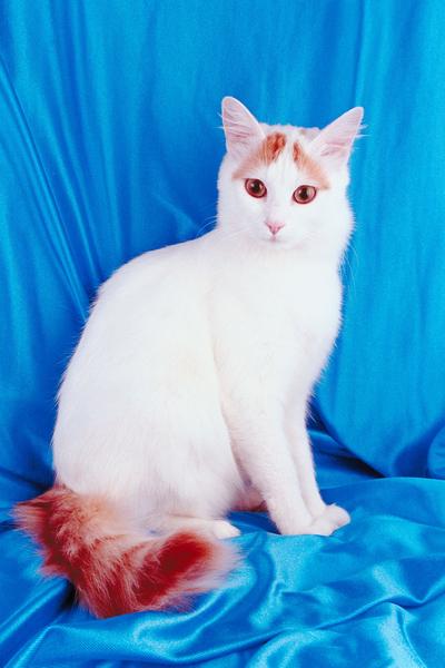 Turkish Angora Cats Information-Facts & Pictures | All Wildlife Photographs