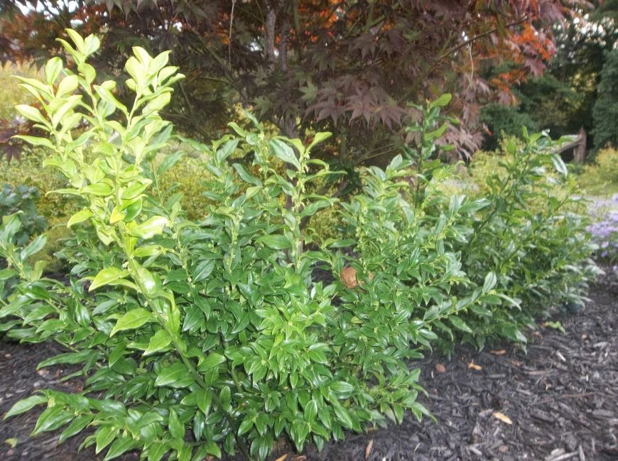 Future Plants by Randy Stewart: Sarcococca - Sweet Box