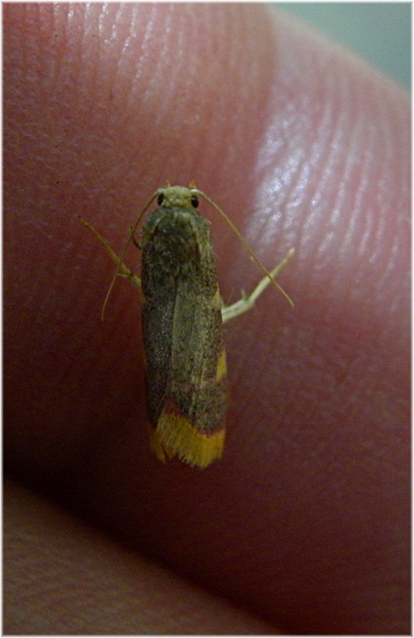 FOTO NATURA HUESCA 2: HYPSOPYGIA hypsopygia costalis Johan Christian ...