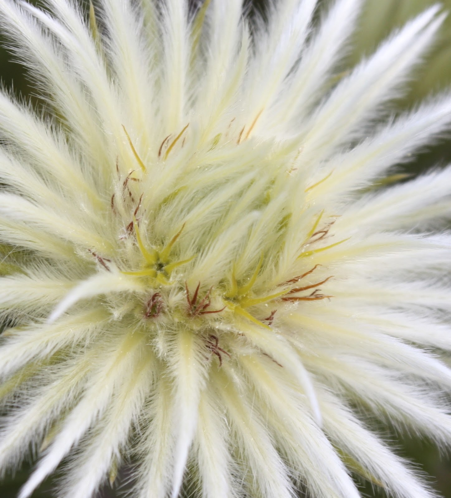 Swallows Nest Farm: Saving Seeds - Phylica