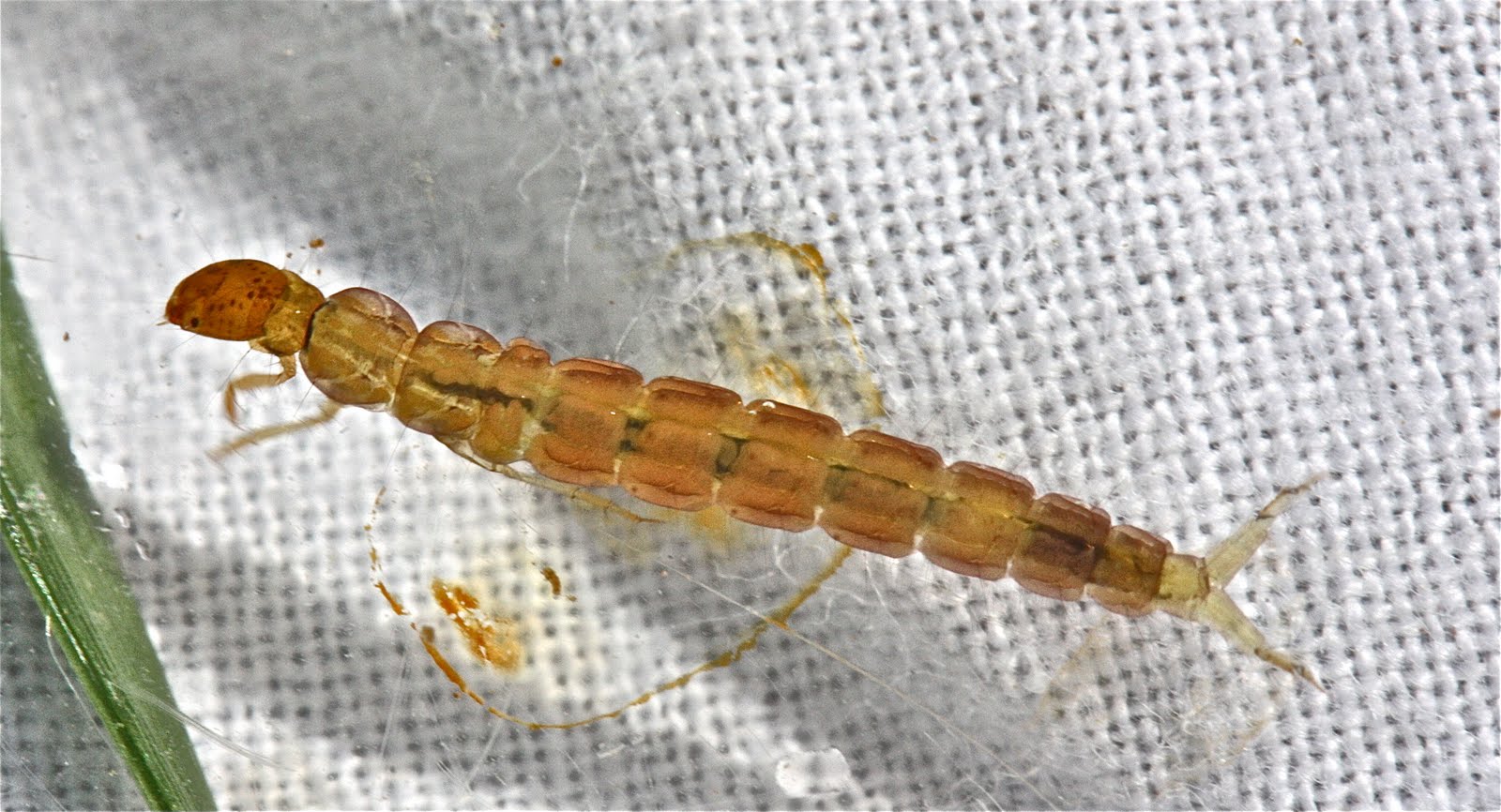 Aquatic Insects of Central Virginia: The Trumpetnet Caddisfly ...