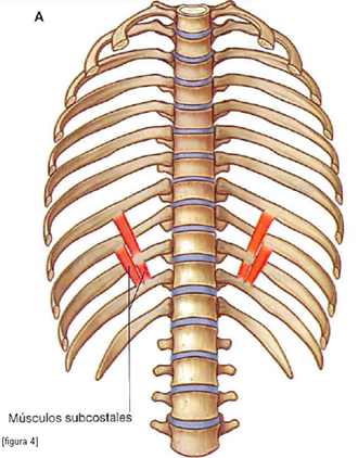 Morfofisiologia I: TÓRAX