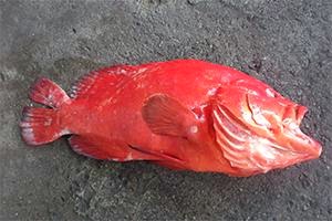 NEGOMBO SEAFOODS: Gal malu